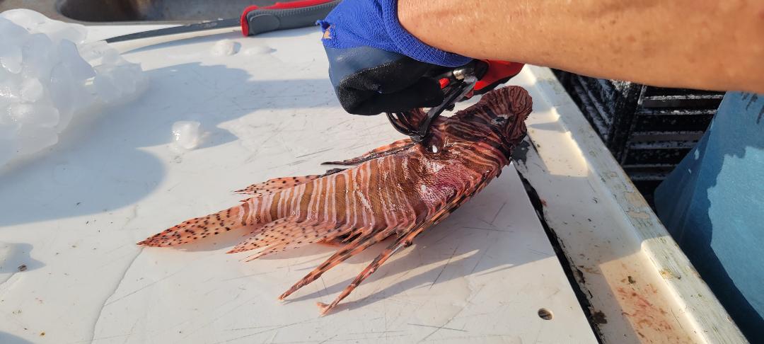 Hunting Lionfish - Reinventing Myself